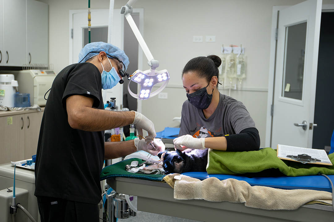 Emergency Vet Referrals | Abell Animal Hospital